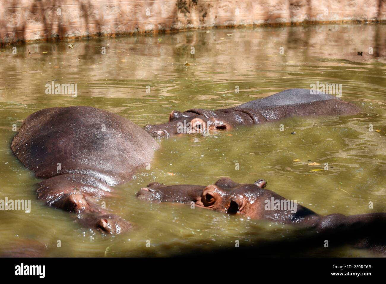 Hippopotamus at Mysore Zoo, Mysuru, Karnataka, India Stock Photo - Alamy