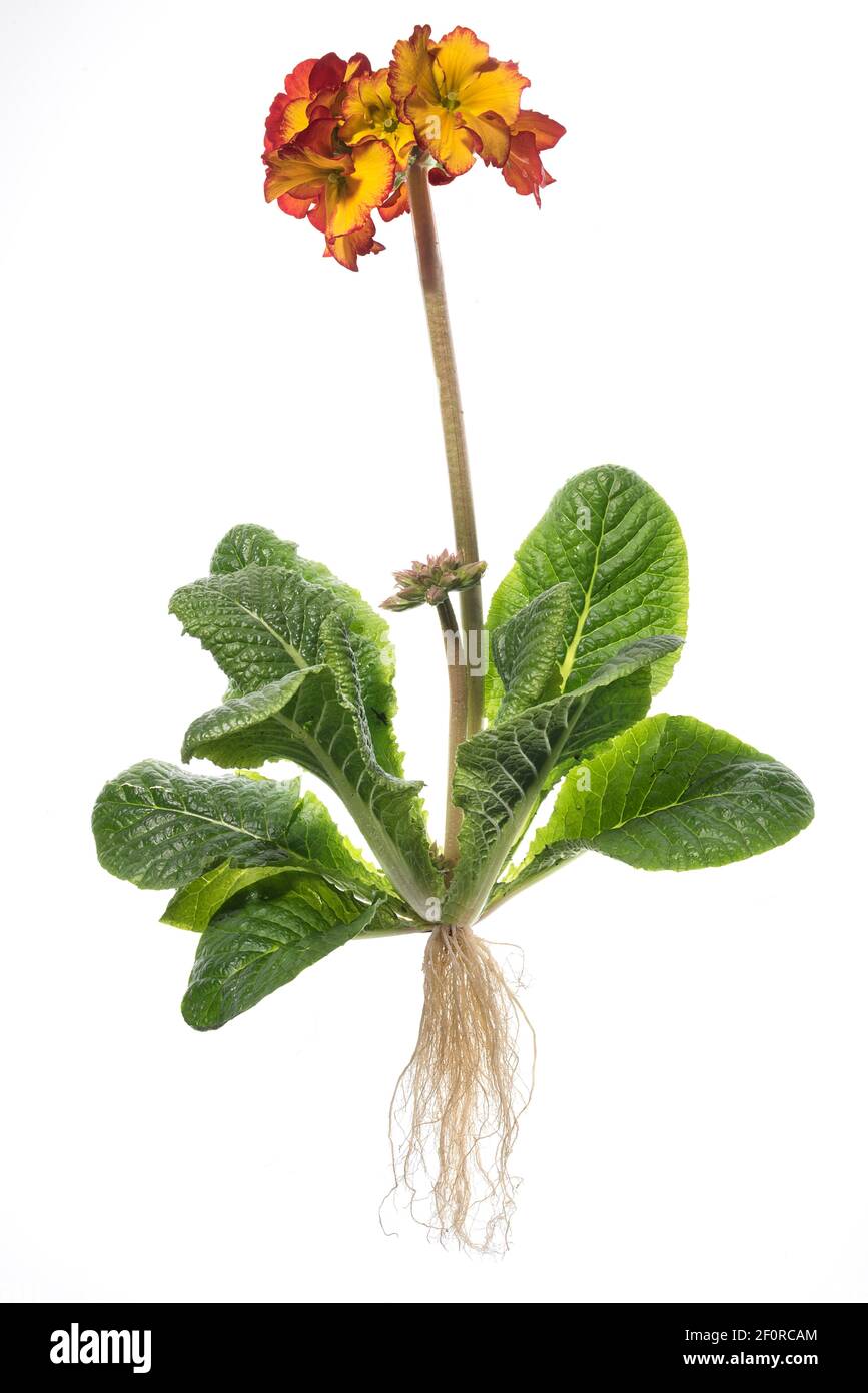 Stem primrose (Primula), Inara Red Coilours on white ground, Germany ...