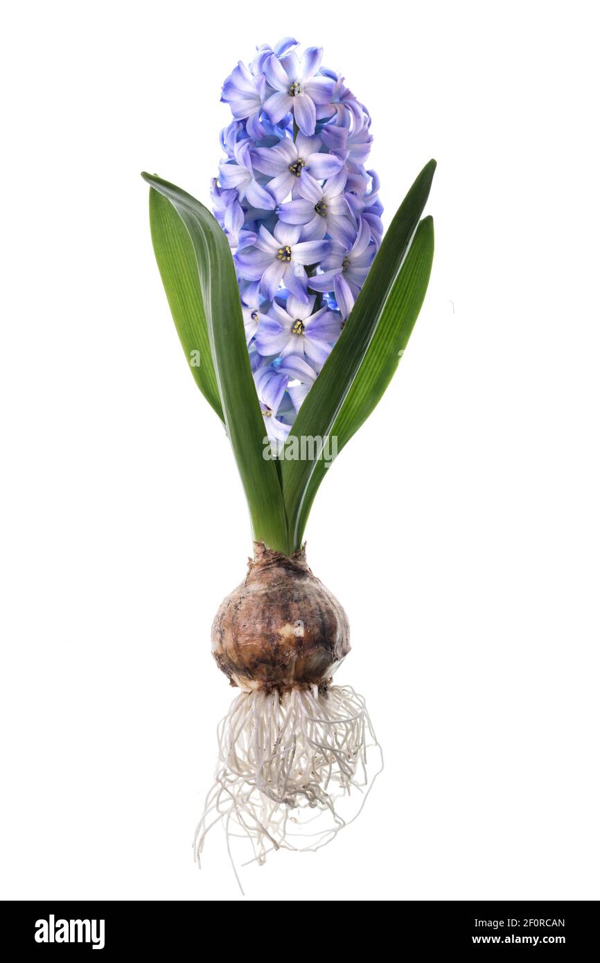 White light blue hyacinth hi-res stock photography and images - Alamy