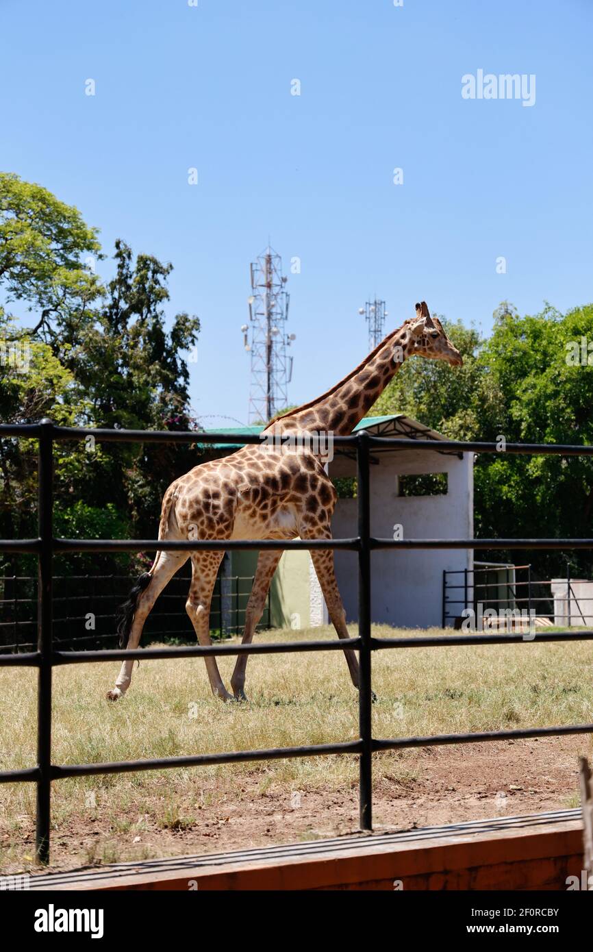 Giraffe at Mysore Zoo, Mysuru, Karnataka, India Stock Photo - Alamy