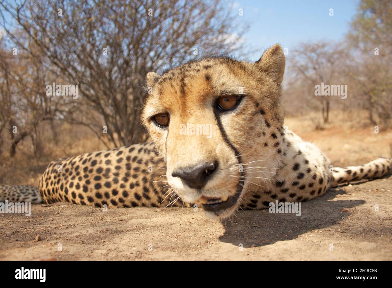 A portrait of a male cheetah, photo taken on a safari in Kruger Park in ...