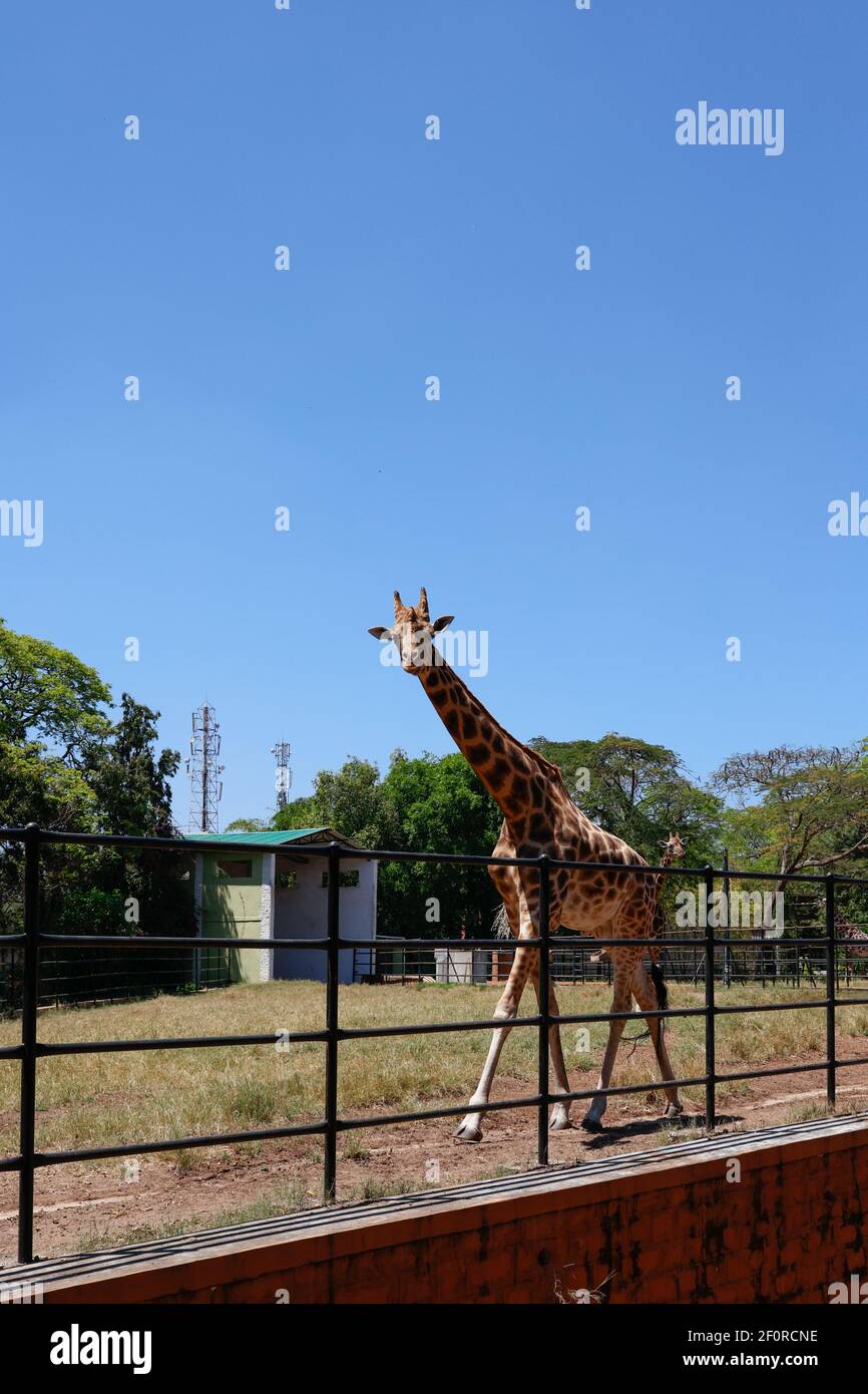 Mysuru zoo hi-res stock photography and images - Alamy