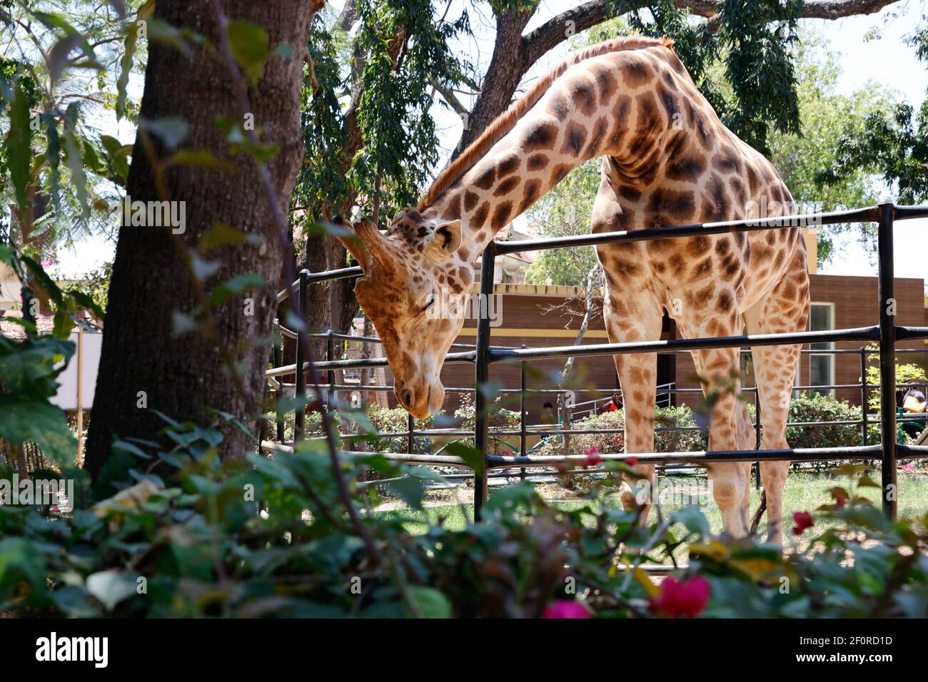 Giraffe at Mysore Zoo, Mysuru, Karnataka, India Stock Photo - Alamy