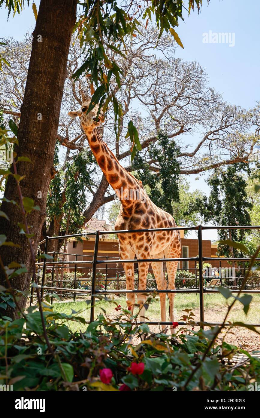 Giraffe at Mysore Zoo, Mysuru, Karnataka, India Stock Photo - Alamy