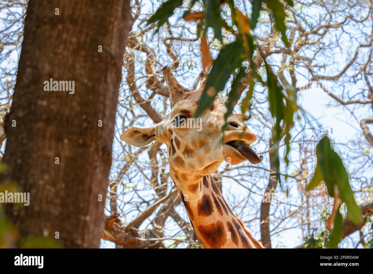 Giraffe at Mysore Zoo, Mysuru, Karnataka, India Stock Photo - Alamy