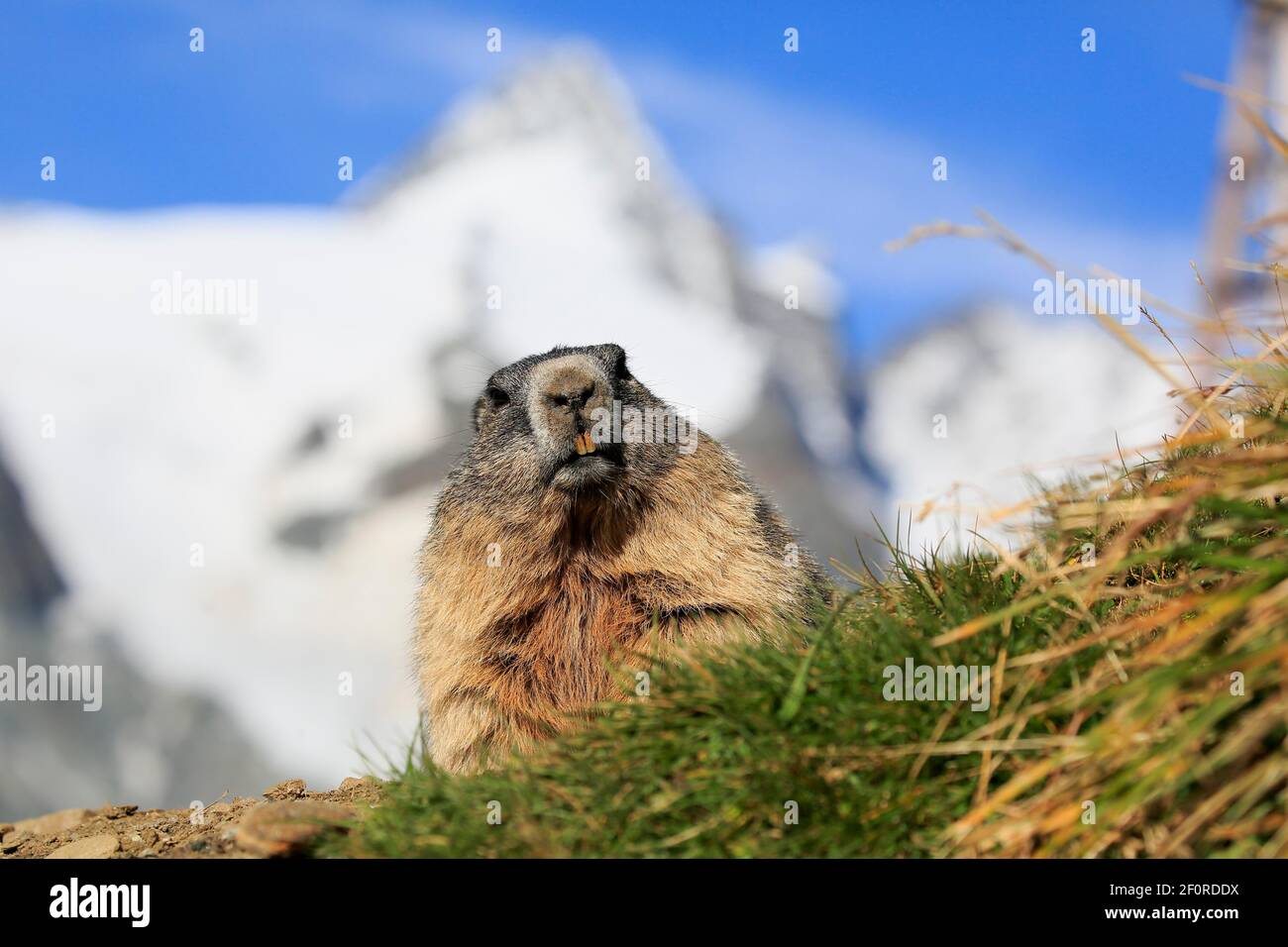 Alpine Marmot (Marmota marmota), adult, at construction site, portrait, Grossglockner Massif ...