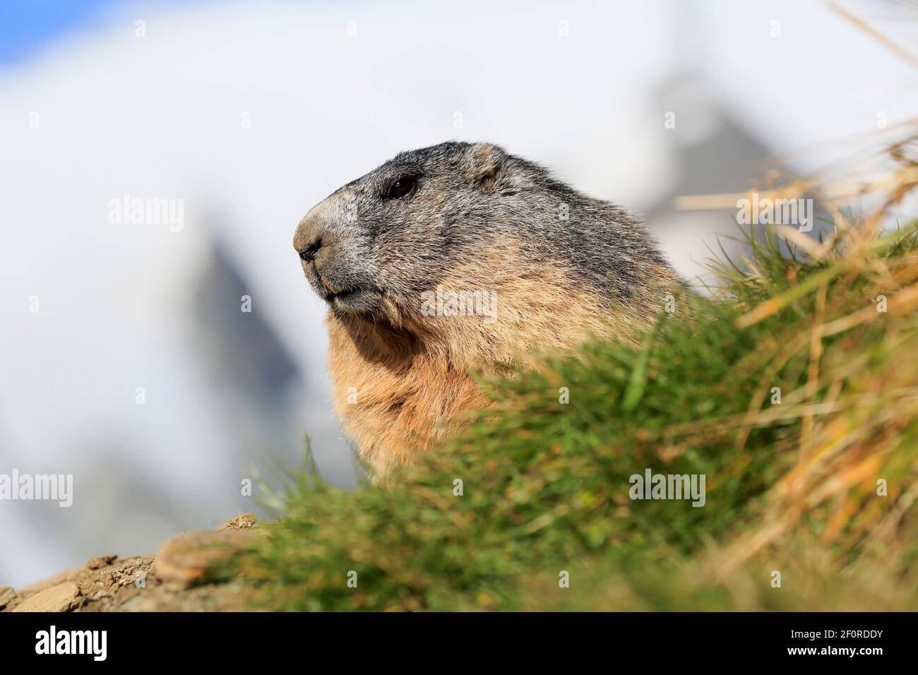 Alpine Marmot (Marmota marmota), adult, at construction site, portrait, Grossglockner Massif ...