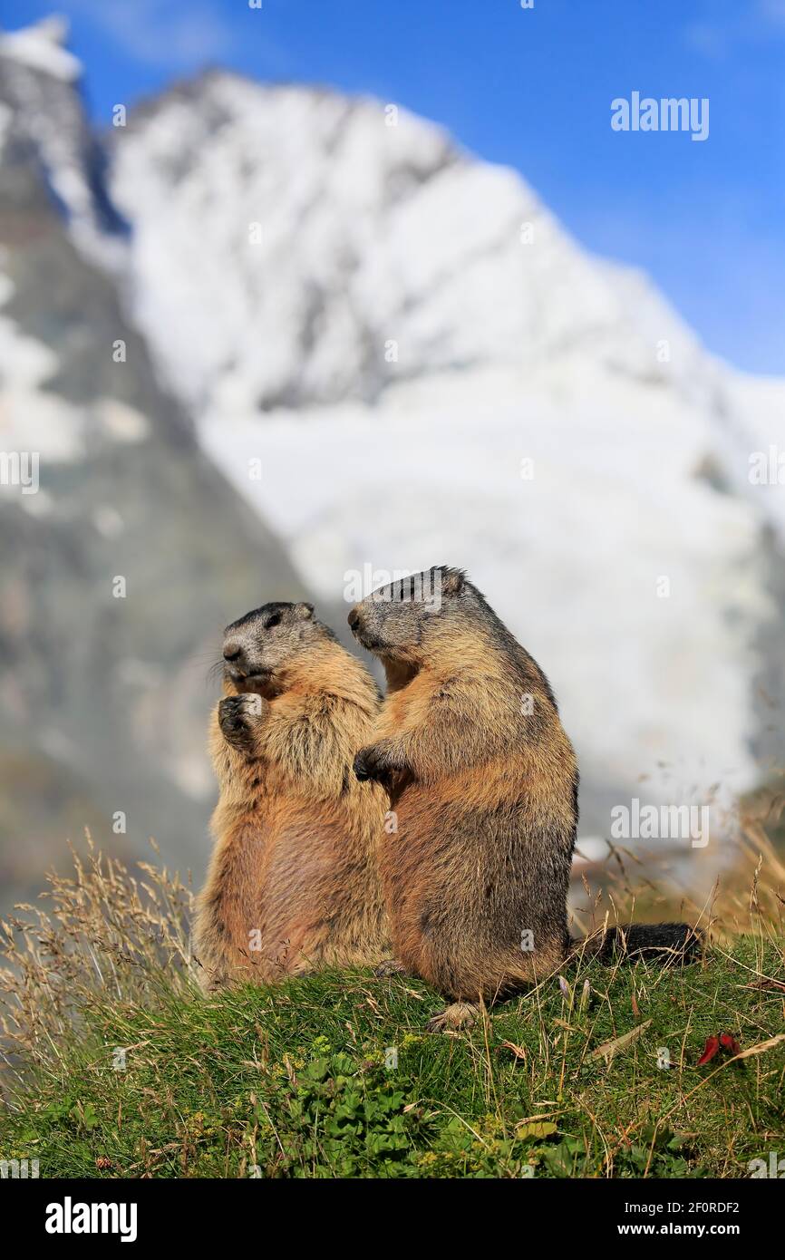 Alpine Marmot (Marmota marmota), adult, pair, standing upright, feeding, Grossglockner Massif ...