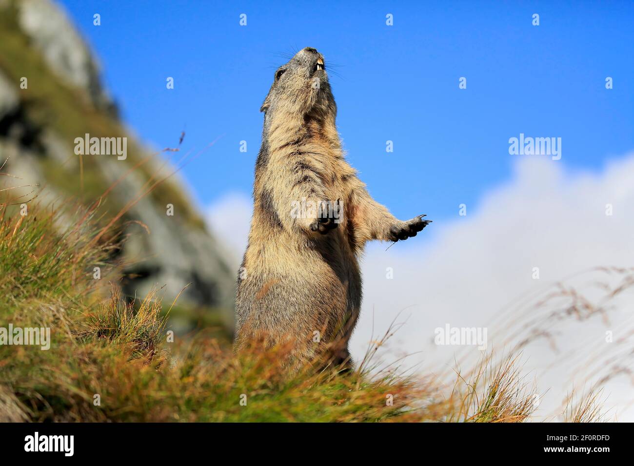 Alpine Marmot (Marmota marmota), adult, standing upright, calling, Grossglockner Massif, Hohe ...