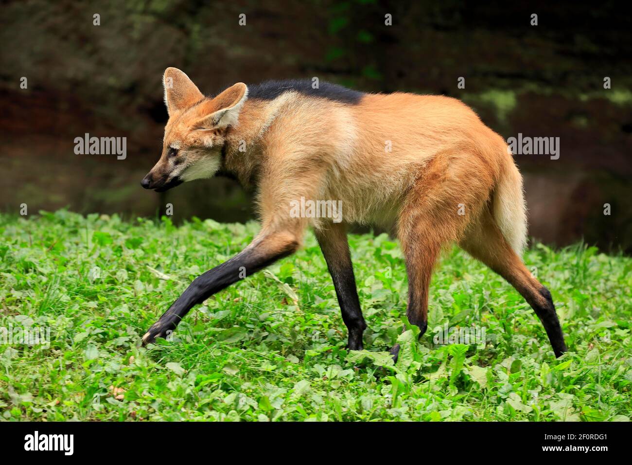 Maned wolf (Chrysocyon brachyurus), adult, running, captive Stock Photo ...