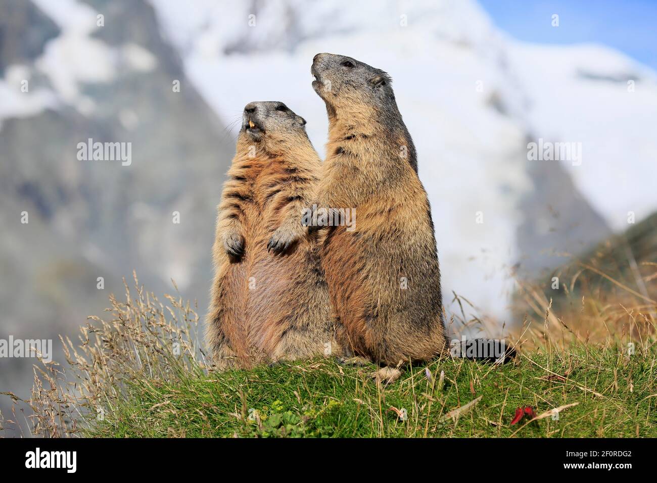 Alpine Marmot (Marmota marmota), adult, pair, social behaviour, Grossglockner Massif, Hohe ...