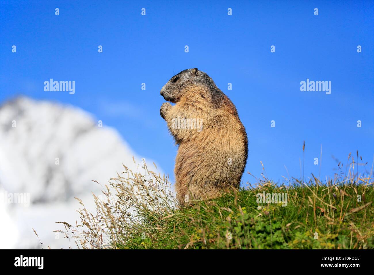 Alpine Marmot (Marmota marmota), adult, standing upright, alert, Grossglockner Massif, Hohe ...