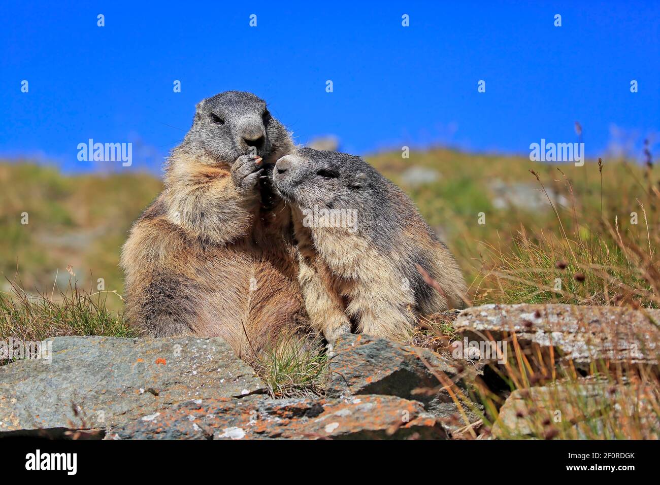 Alpine Marmot (Marmota marmota), adult, pair, feeding, Grossglockner Massif, Hohe Tauern ...