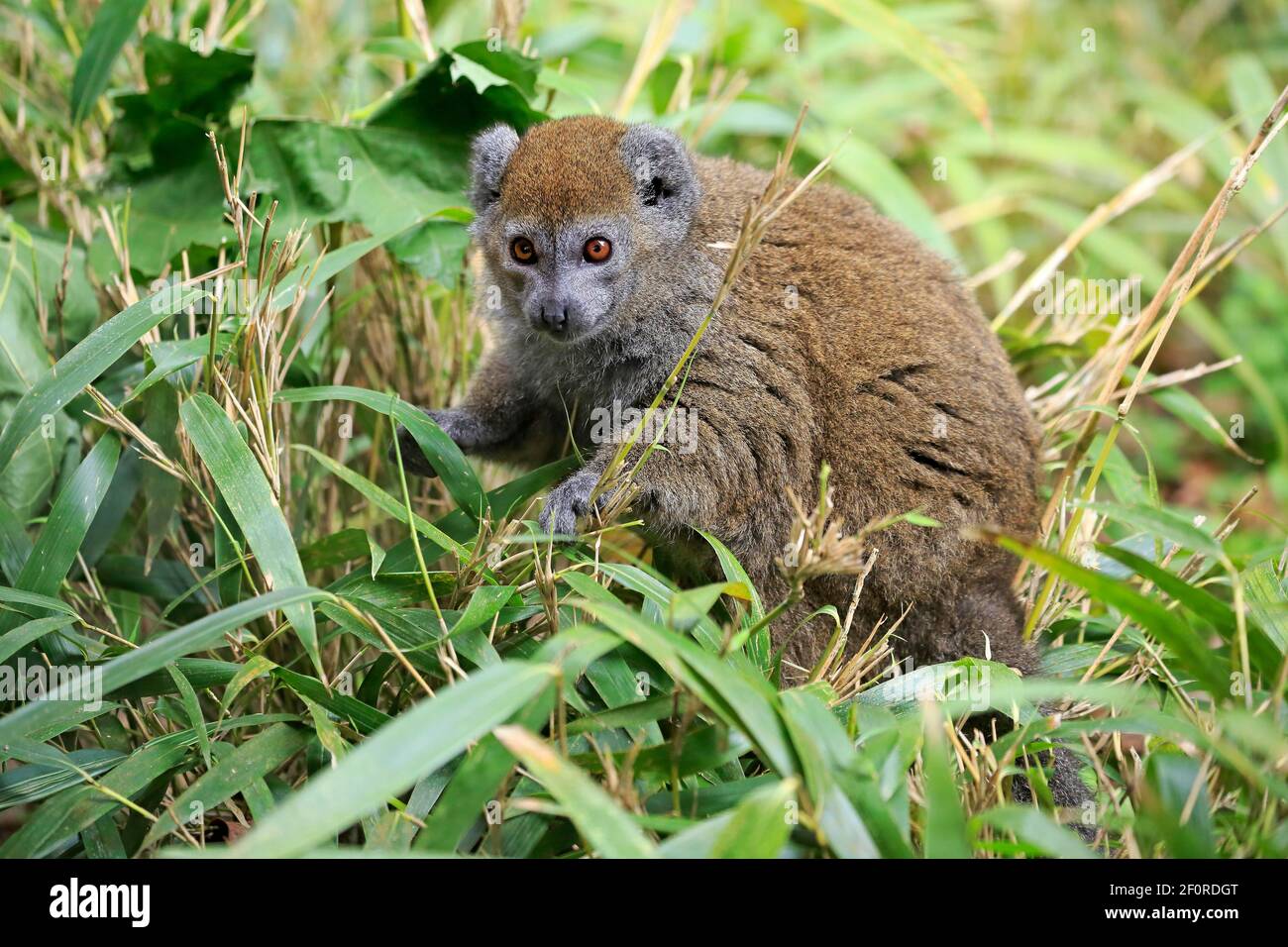 Lac Alaotra bamboo lemur (Hapalemur alaotrensis), adult, foraging ...