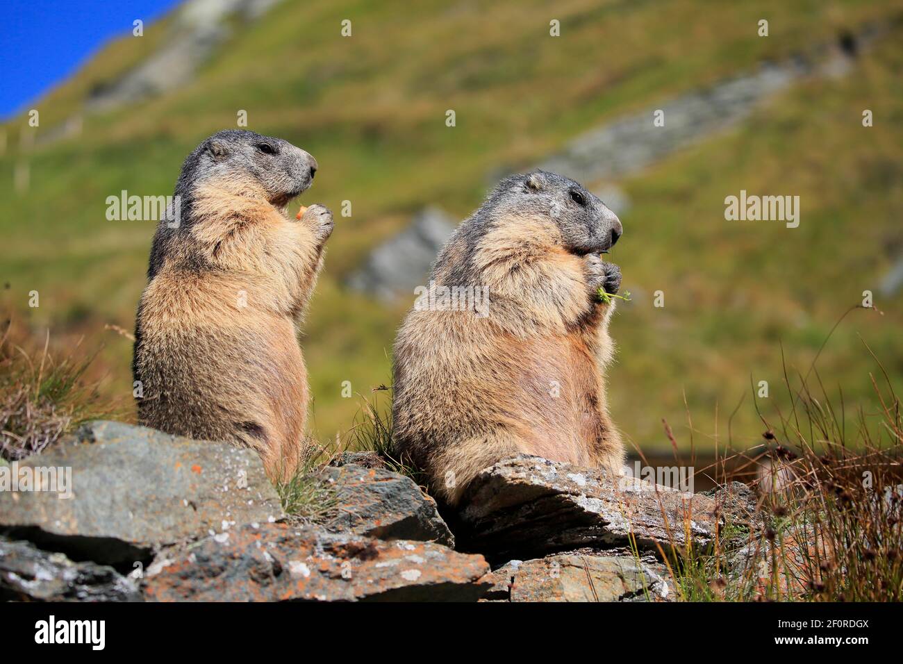 Alpine Marmot (Marmota marmota), adult, pair, standing upright, feeding, Grossglockner Massif ...