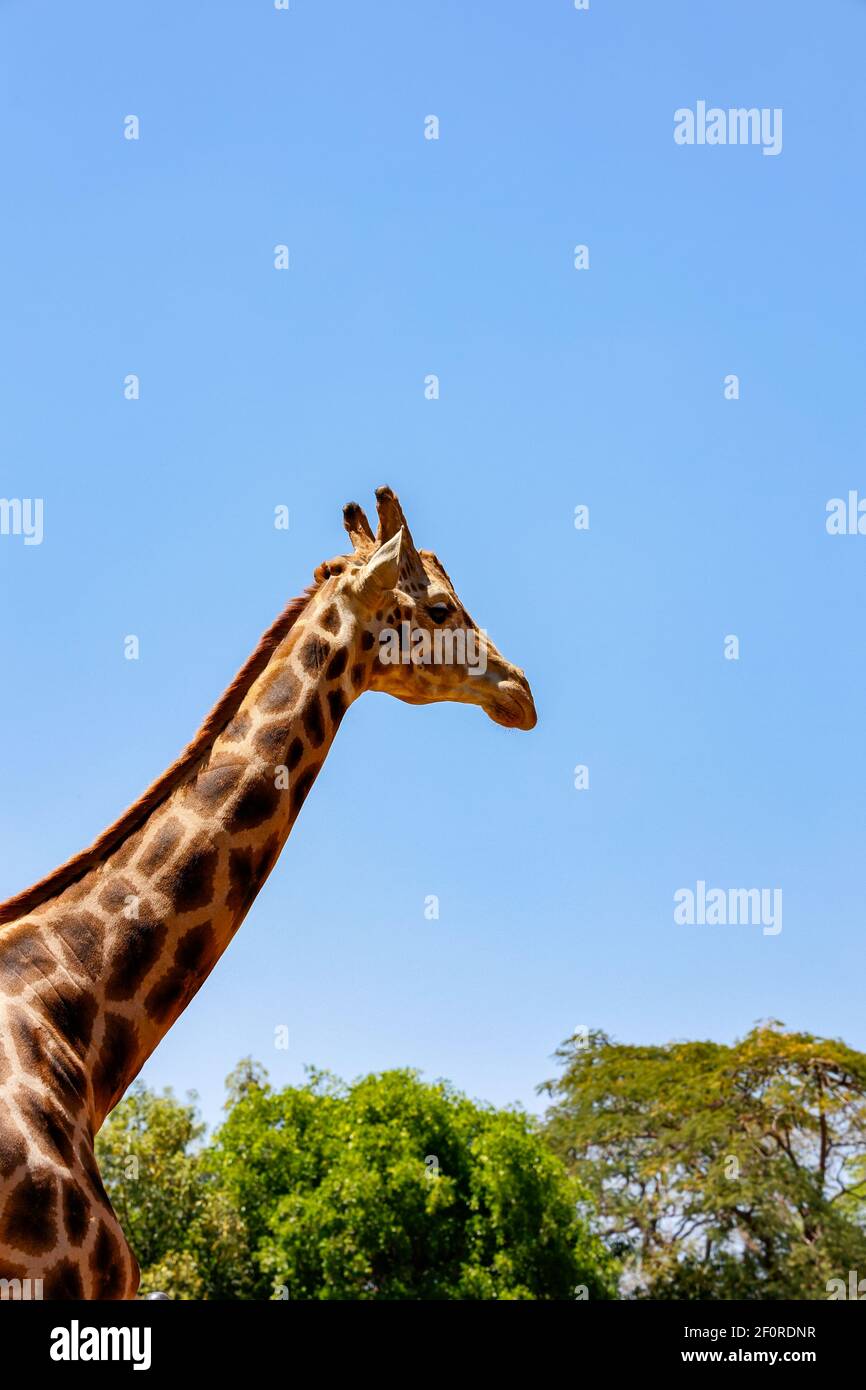 Giraffe at Mysore Zoo, Mysuru, Karnataka, India Stock Photo - Alamy