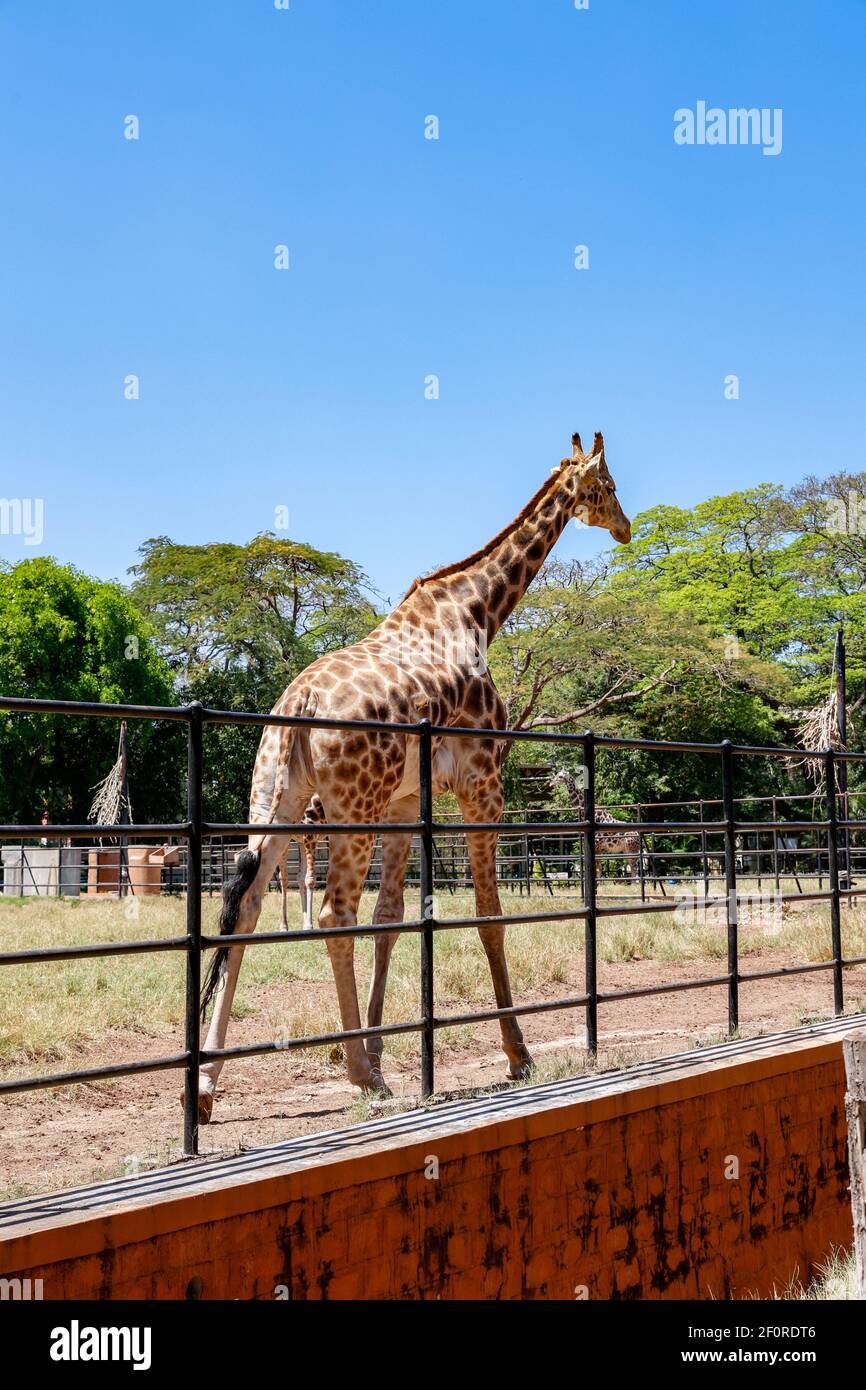 Giraffe at Mysore Zoo, Mysuru, Karnataka, India Stock Photo - Alamy