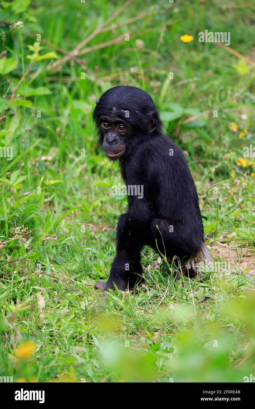 Bonobo, pygmy chimpanzee (Pan Paniscus), juvenile, alert, endangered ...