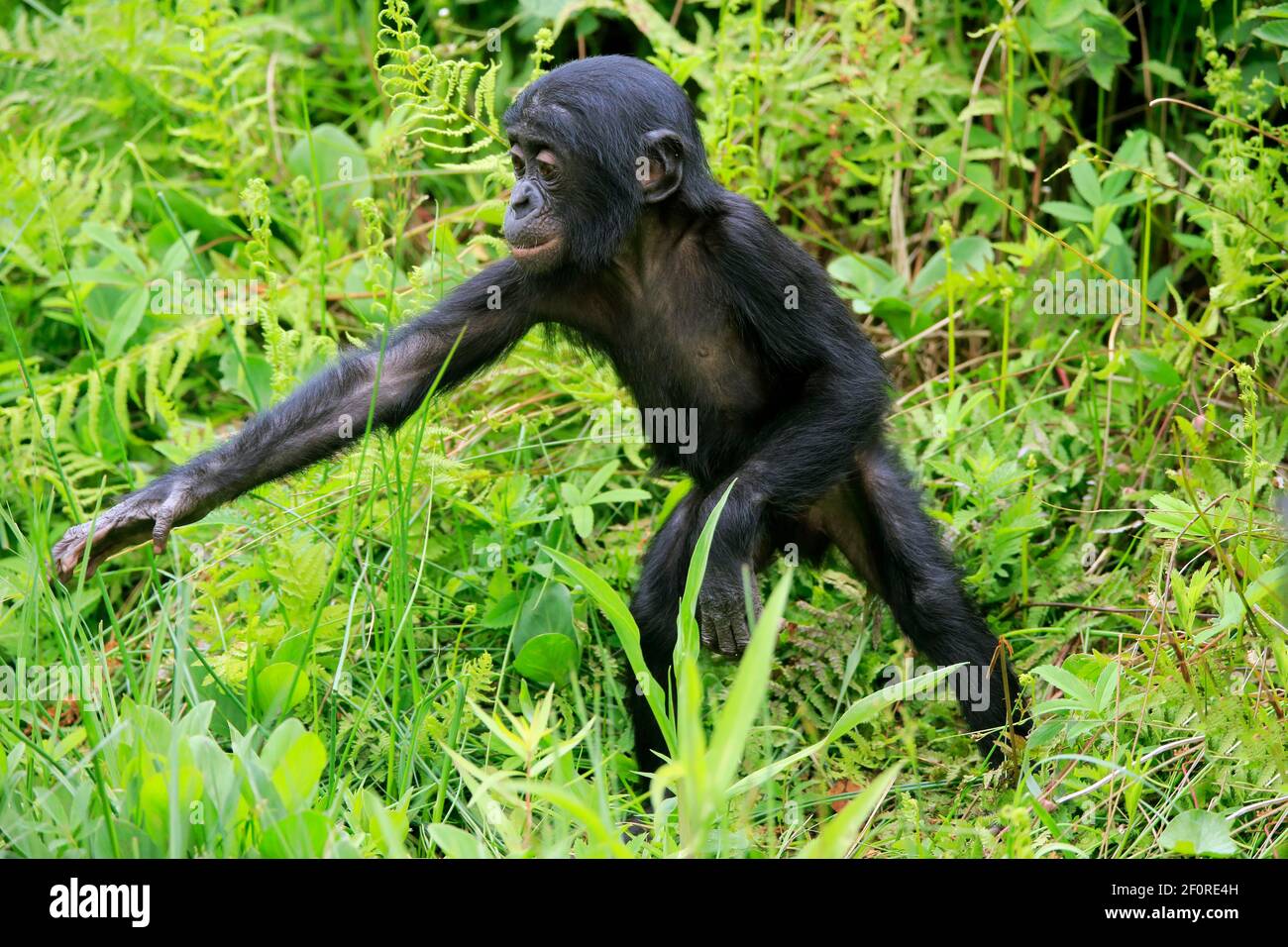 Bonobo, pygmy chimpanzee (Paniscus), juvenile, foraging, endangered ...