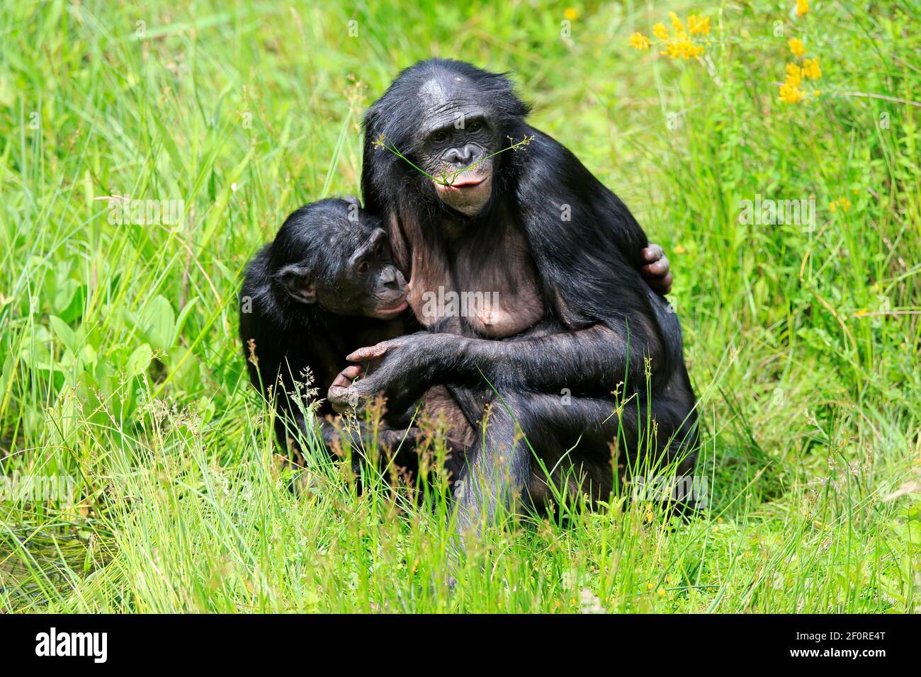 Bonobo, pygmy chimpanzee (Paniscus), adult, female, mother, feeding ...