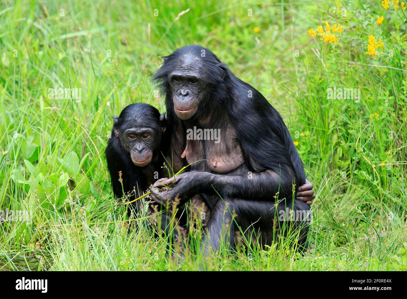 Bonobo, pygmy chimpanzee (Paniscus), adult, female, mother, young ...