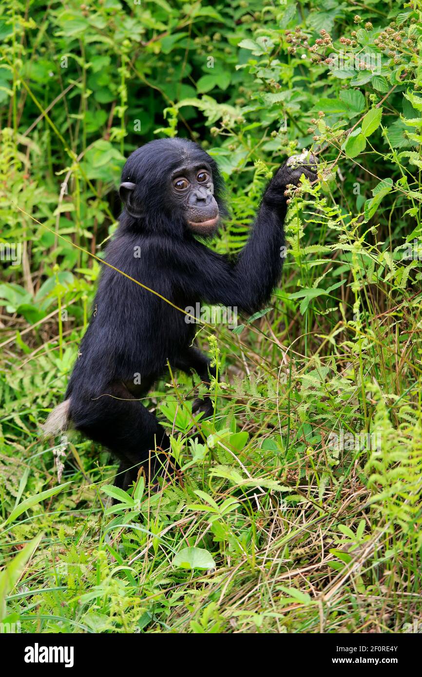 Bonobo, pygmy chimpanzee (Paniscus), juvenile, foraging, endangered ...