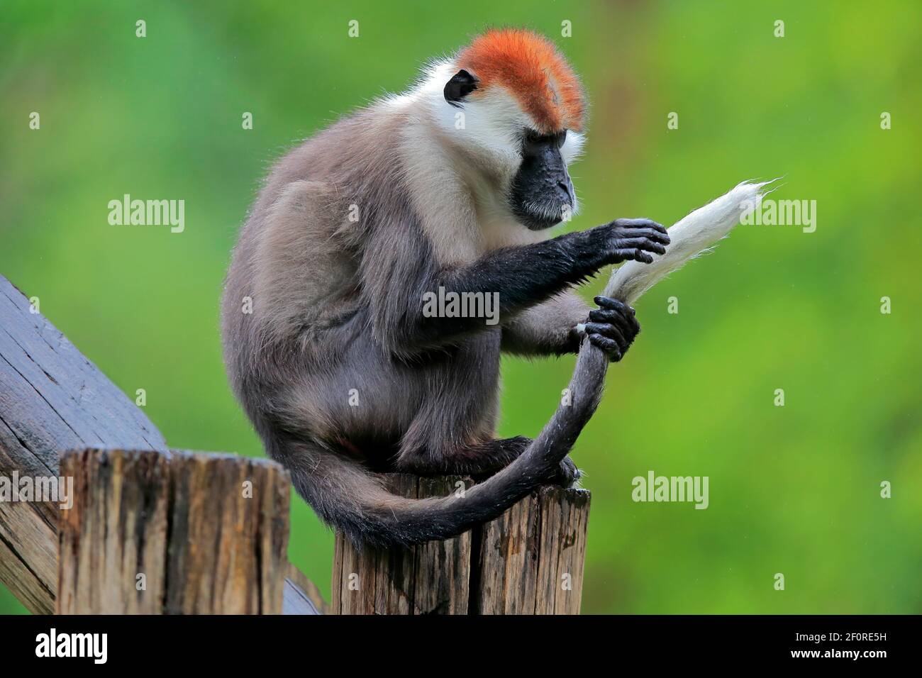 Collared mangabey (Cercocebus torquatus), red-crowned mangabey, adult ...