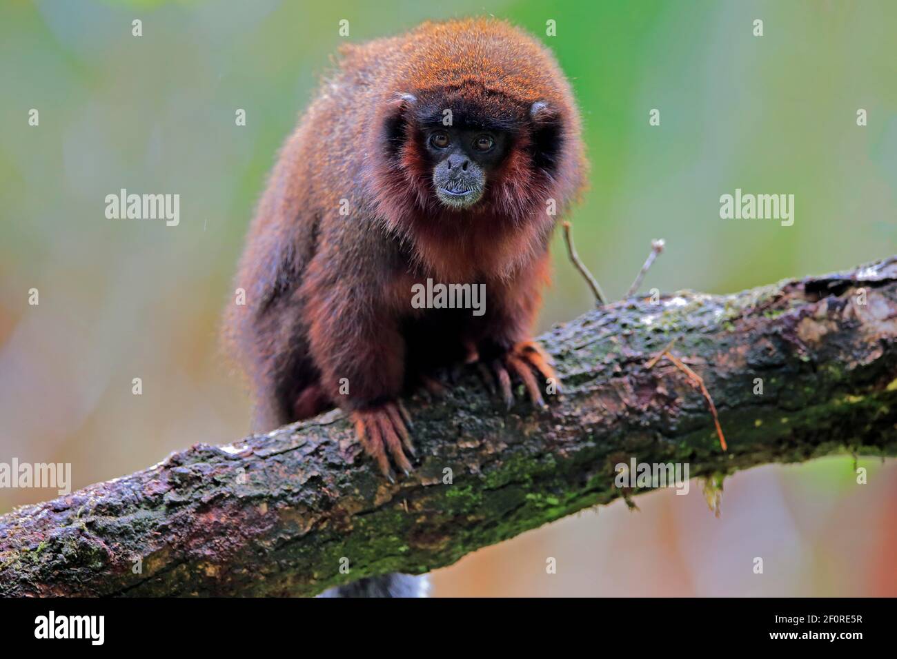 Red spring monkey (Callicebus moloch), adult Stock Photo - Alamy