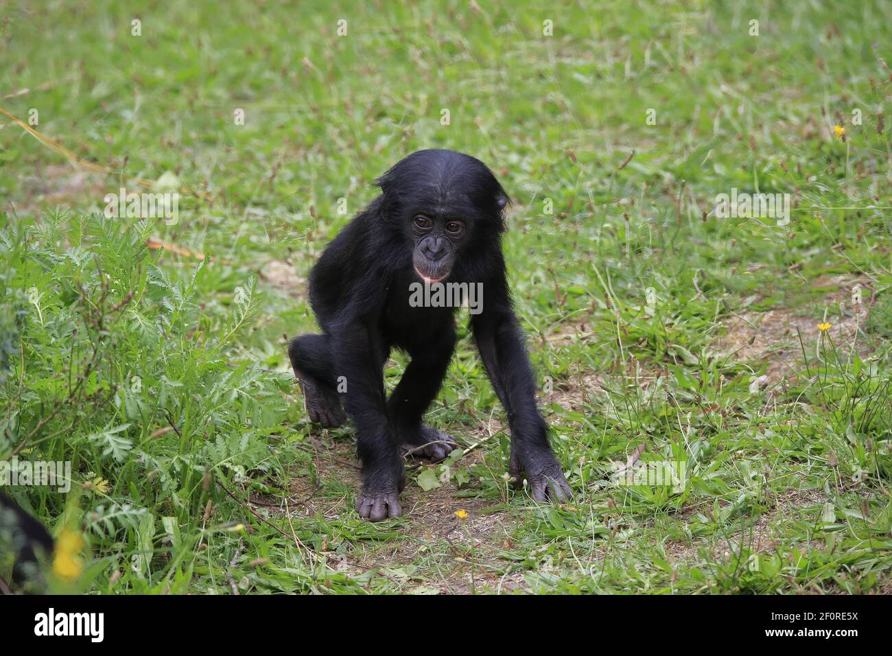 Bonobo, pygmy chimpanzee (Paniscus), juvenile, playing, social ...
