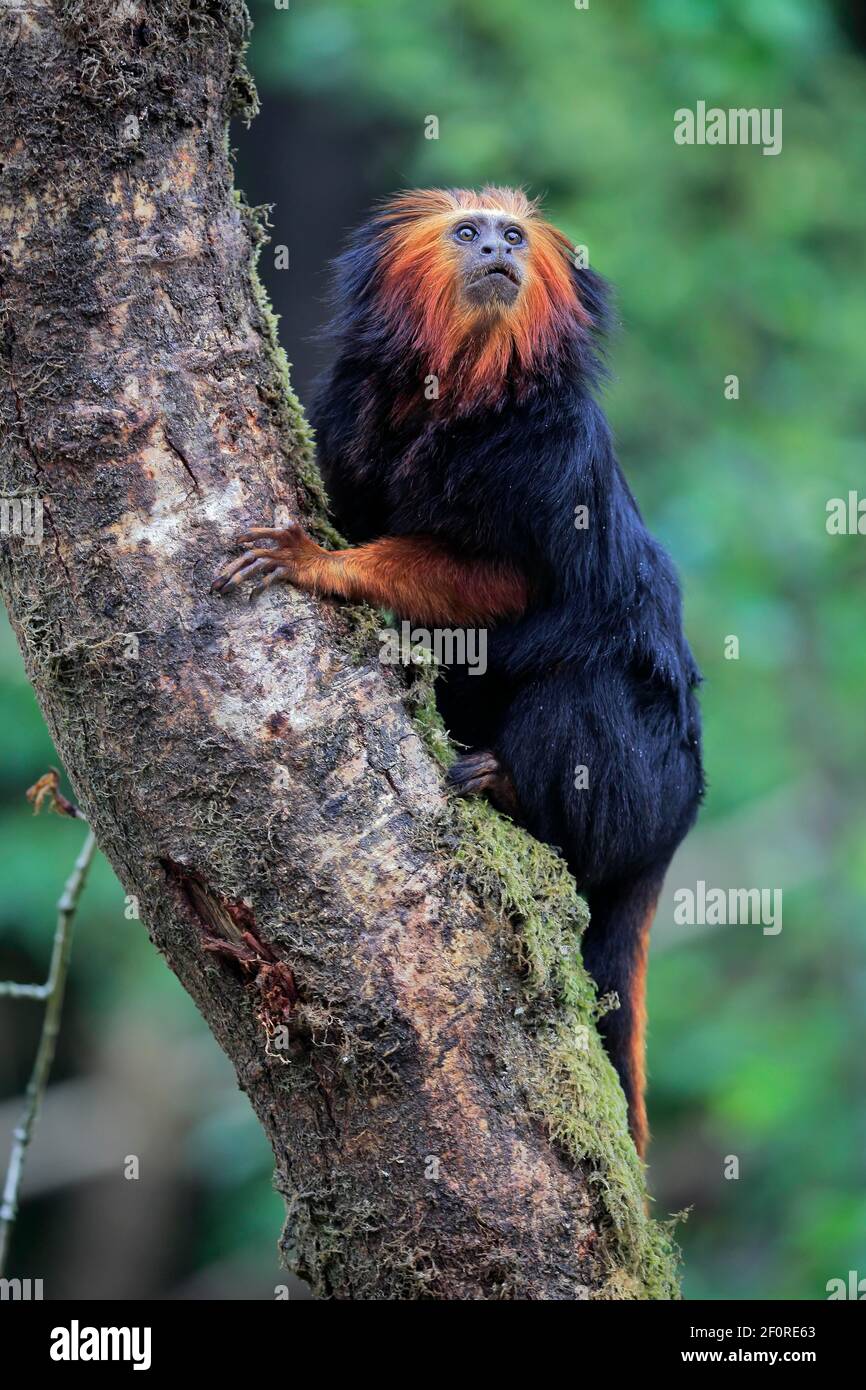 Golden-headed lion tamarin (Leontopithecus chrysomelas), adult, on tree ...