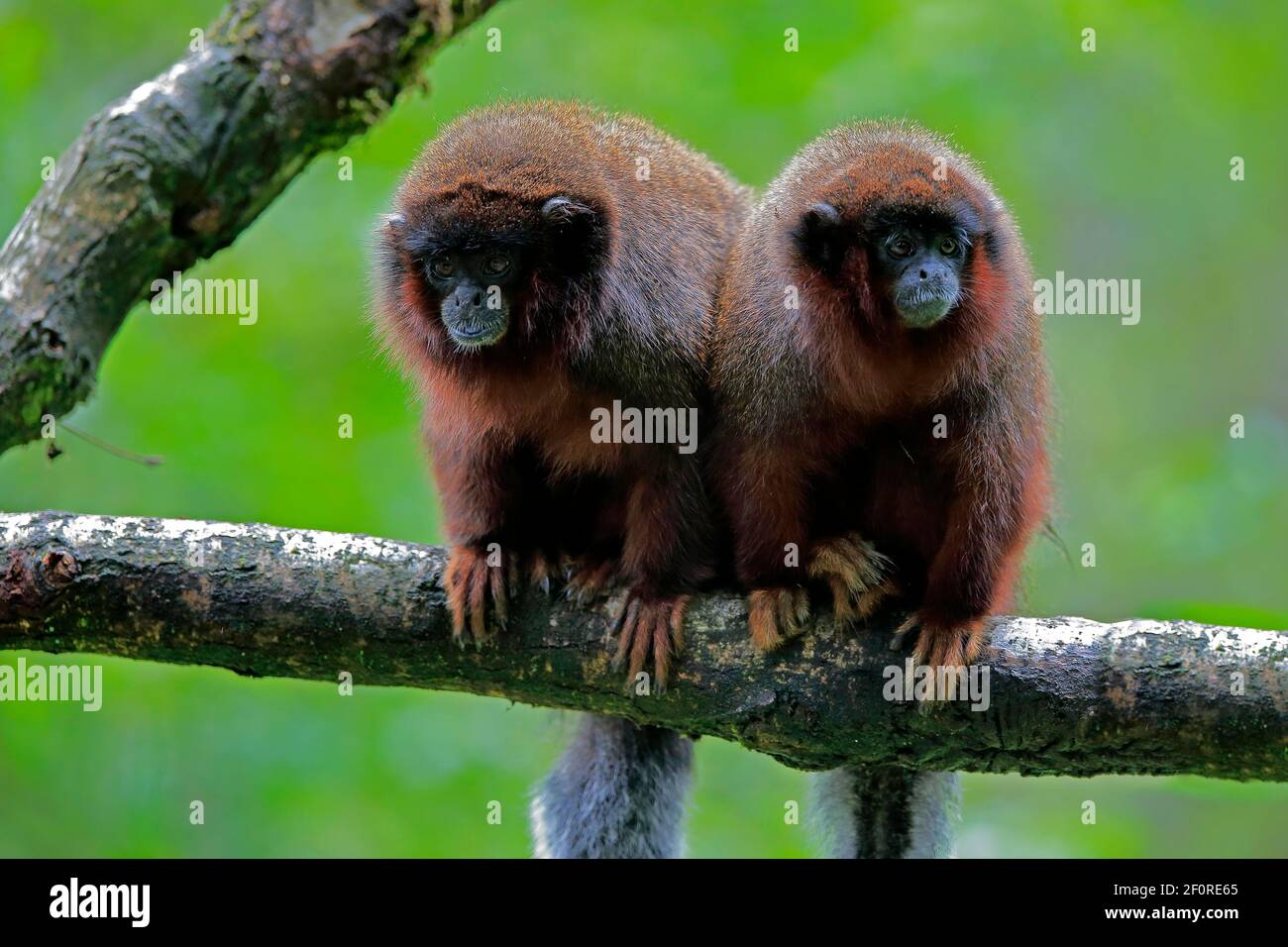 Red spring monkey (Callicebus moloch), adult Stock Photo - Alamy