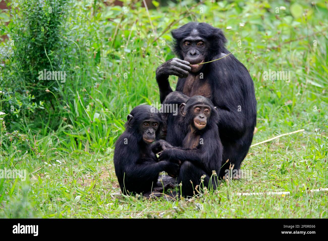 Bonobo, pygmy chimpanzee (Pan Paniscus), adult, female, mother, young ...