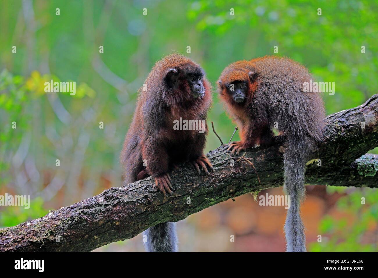 Red spring monkey (Callicebus moloch), adult Stock Photo - Alamy