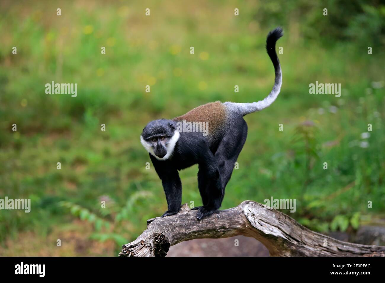L'Hoest's monkey (Cercopithecus lhoesti), adult, on tree, alert ...