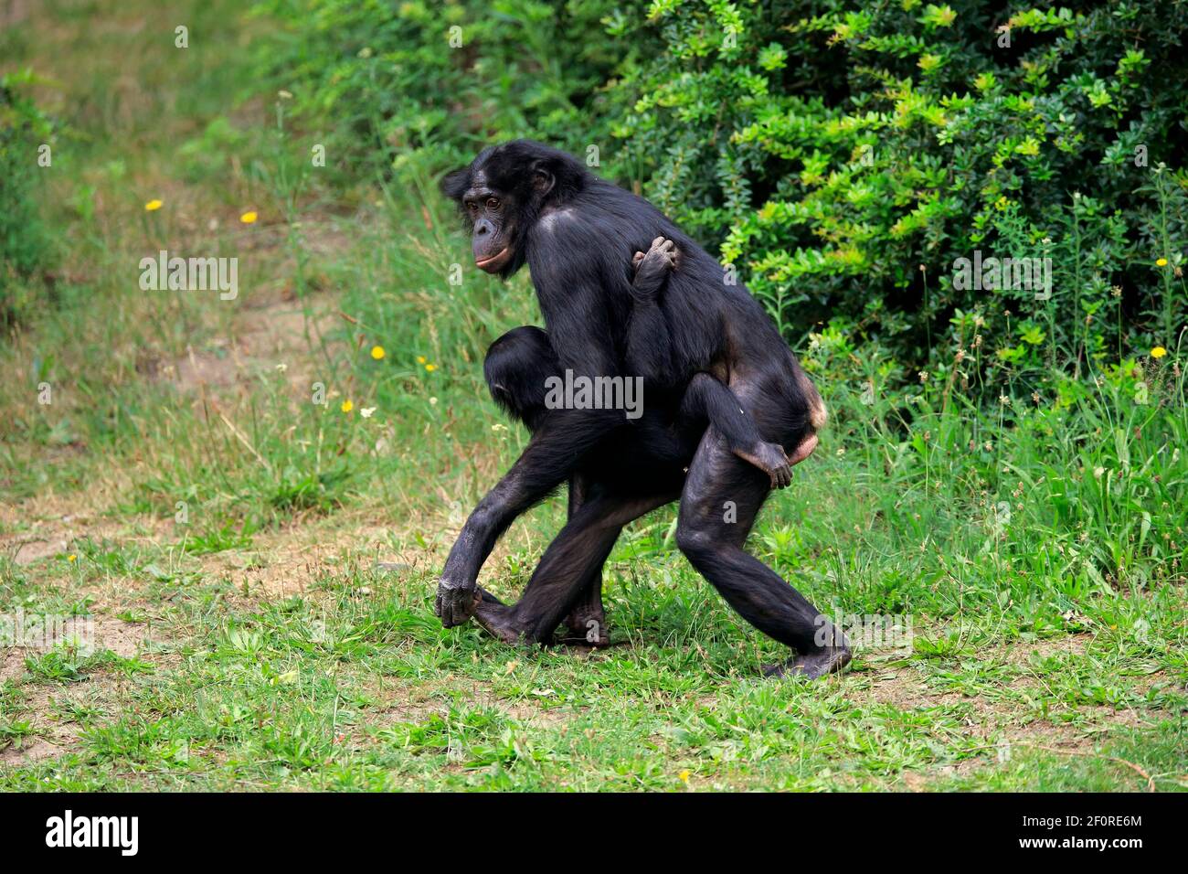 Bonobo, pygmy chimpanzee (Pan Paniscus), adult, female, mother, young ...