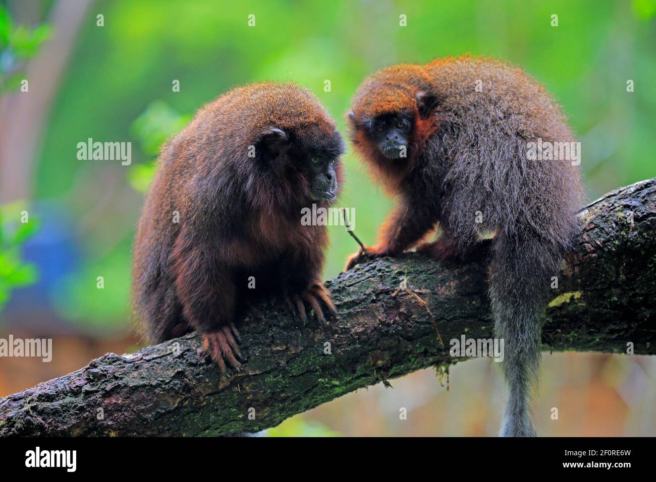 Red spring monkey (Callicebus moloch), adult Stock Photo - Alamy