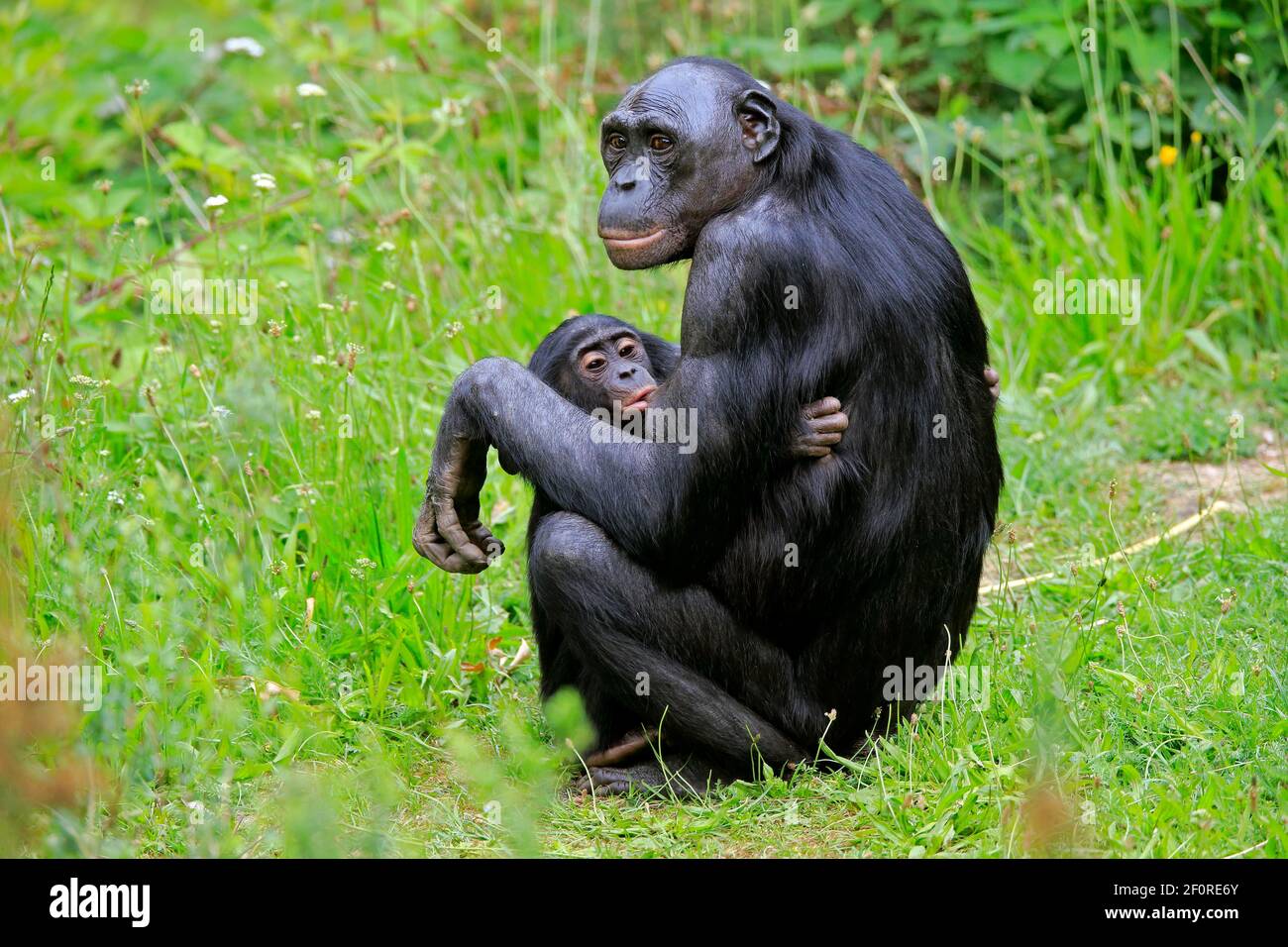 Bonobo, pygmy chimpanzee (Paniscus), adult, female, mother, young ...