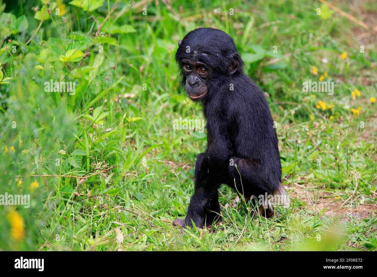 Bonobo, pygmy chimpanzee (Pan Paniscus), juvenile, alert, endangered ...