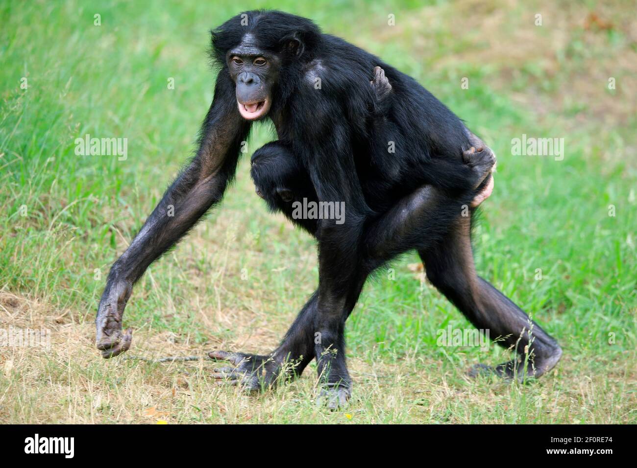 Bonobo, pygmy chimpanzee (Pan Paniscus), adult, female, mother, young ...