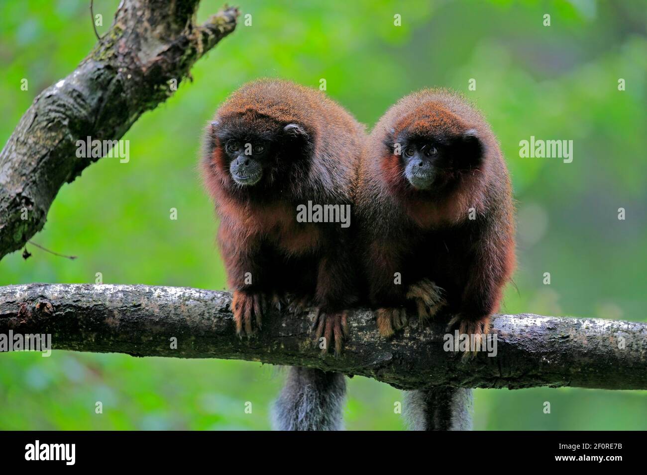 Red spring monkey (Callicebus moloch), adult Stock Photo - Alamy