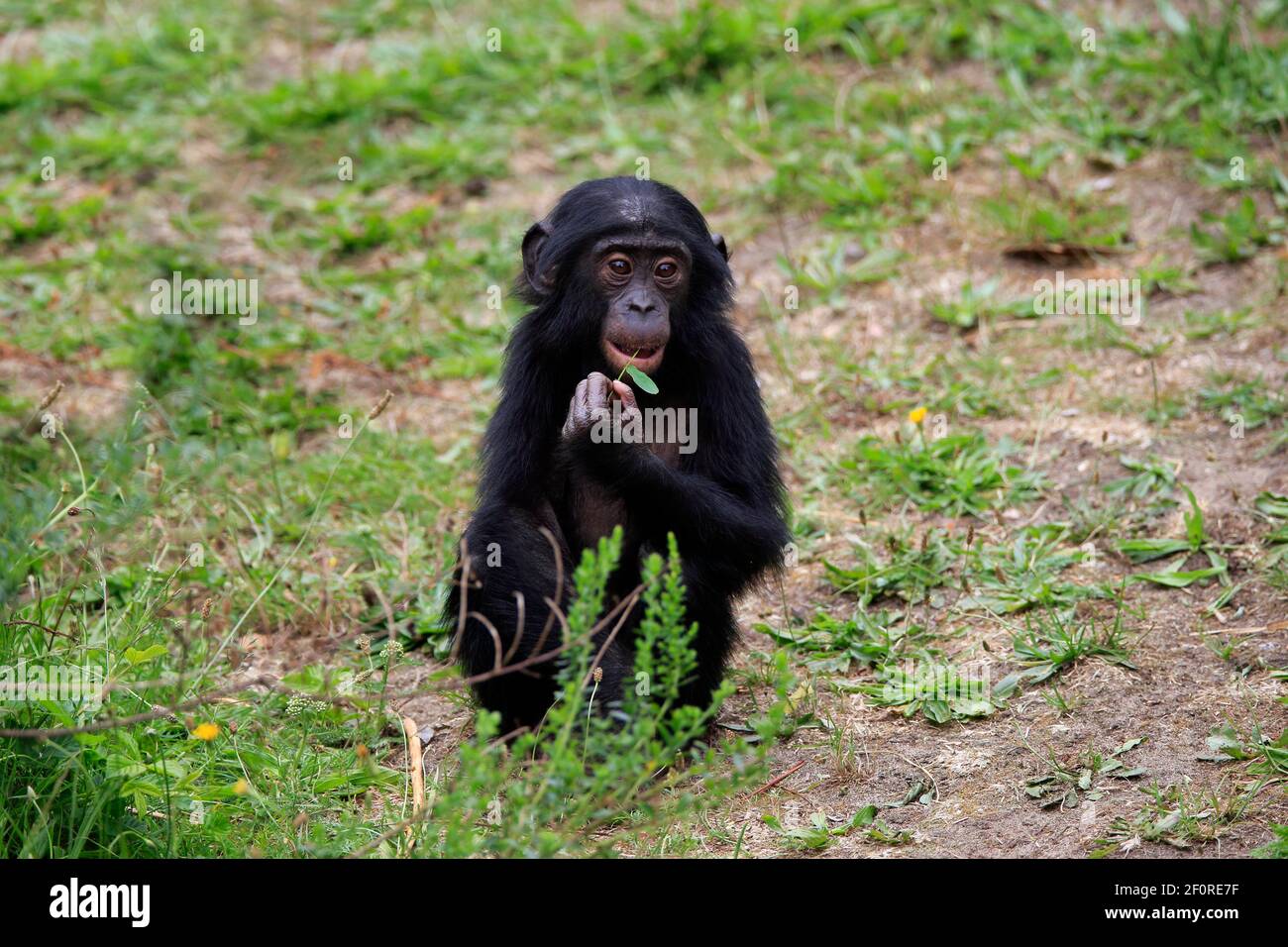 Bonobo, pygmy chimpanzee (Pan Paniscus), juvenile, feeding, endangered ...