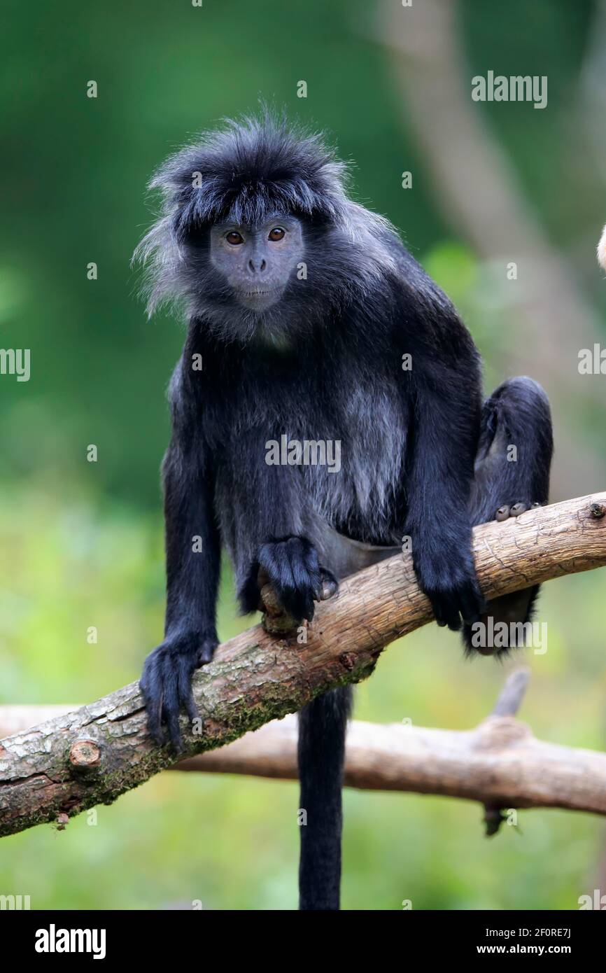 Javan lutung (Trachypithecus auratus), adult, on tree, alert ...