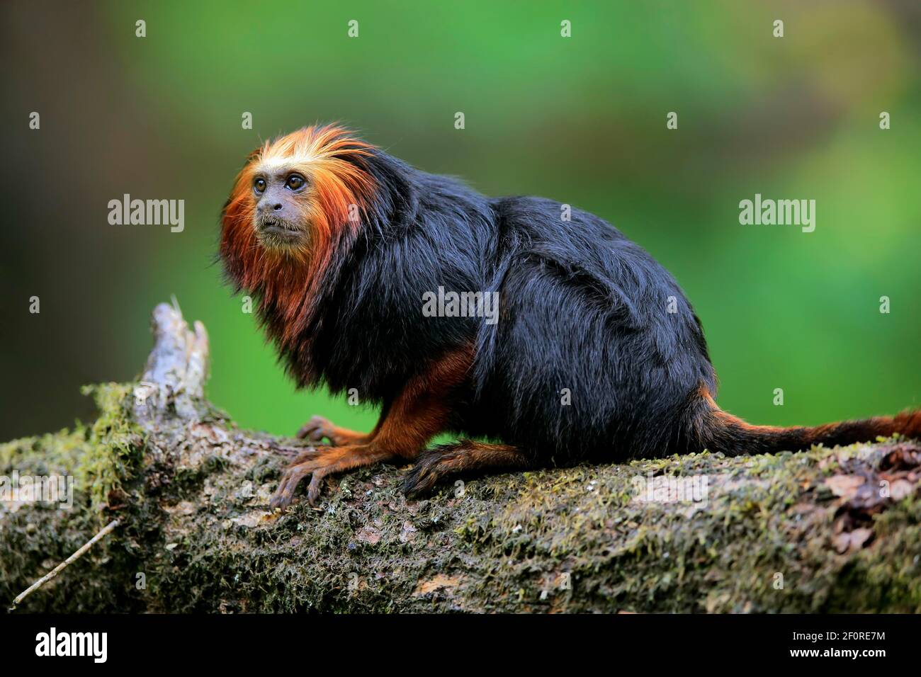 Golden-headed lion tamarin (Leontopithecus chrysomelas), adult, on tree ...