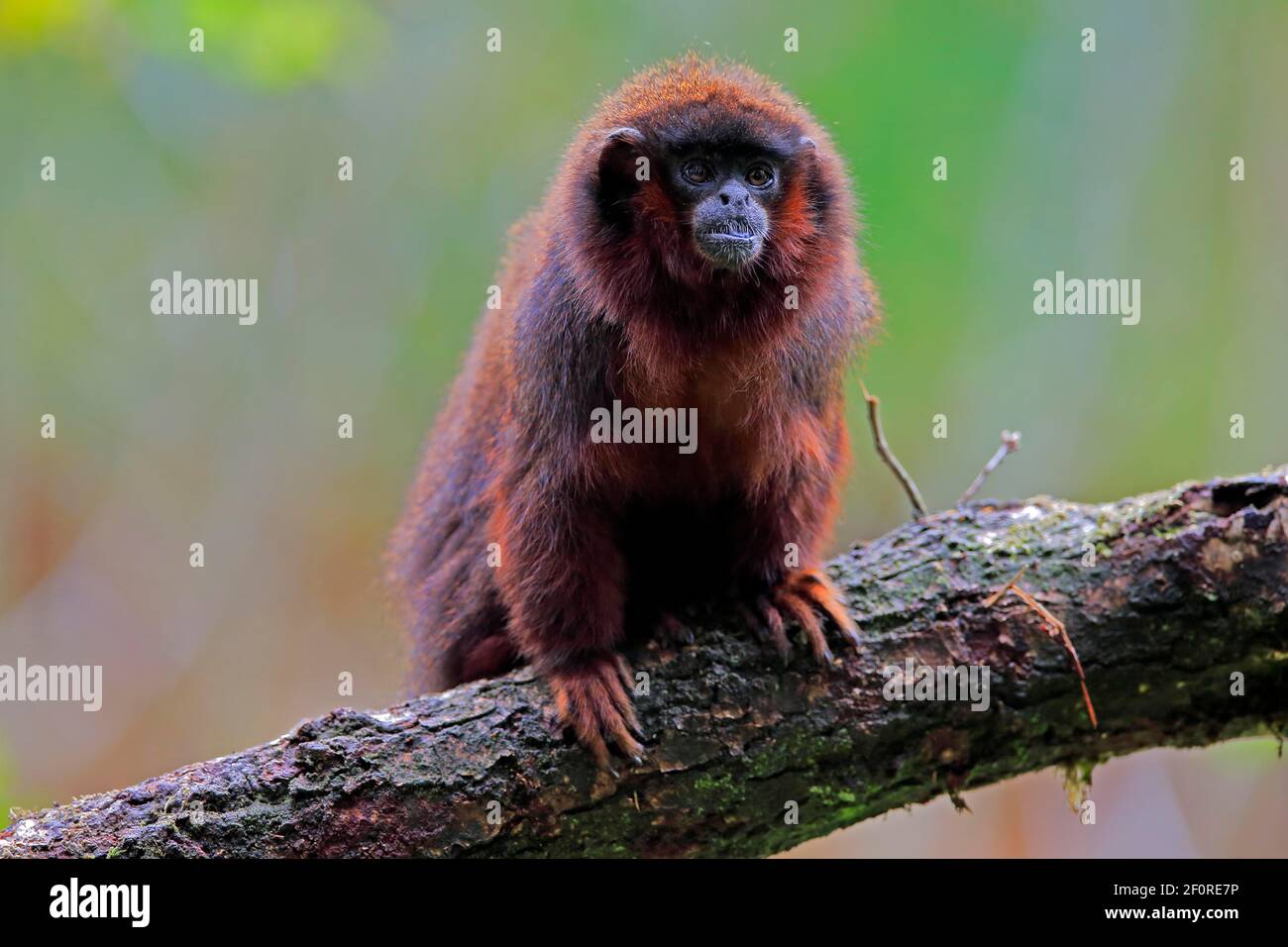 Red spring monkey (Callicebus moloch), adult Stock Photo - Alamy