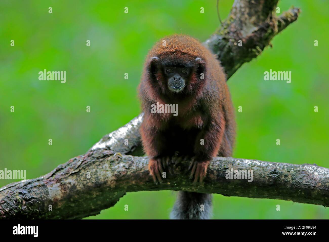 Red spring monkey (Callicebus moloch), adult Stock Photo - Alamy
