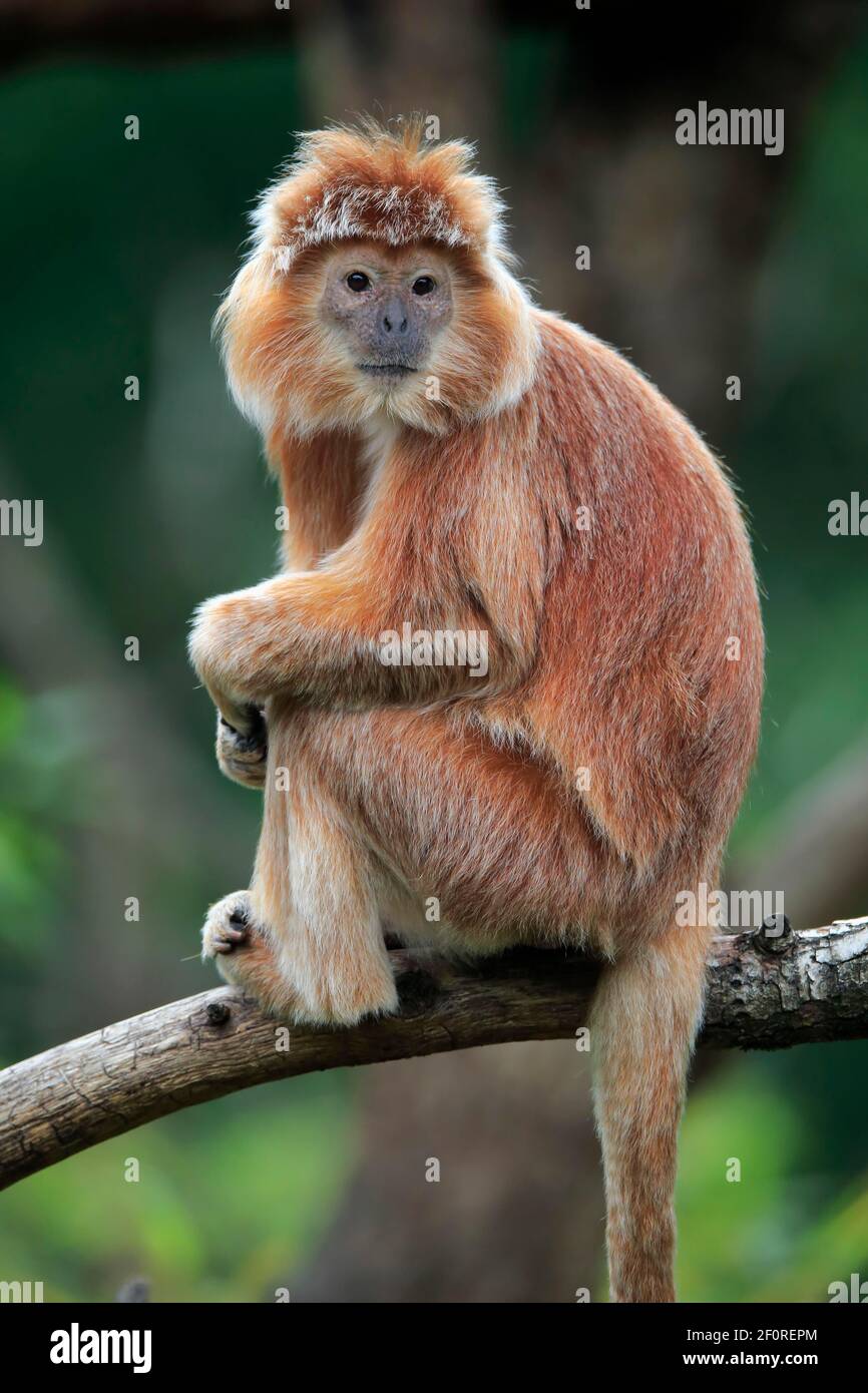 Javan lutung (Trachypithecus auratus), orange morph, adult, sitting on ...