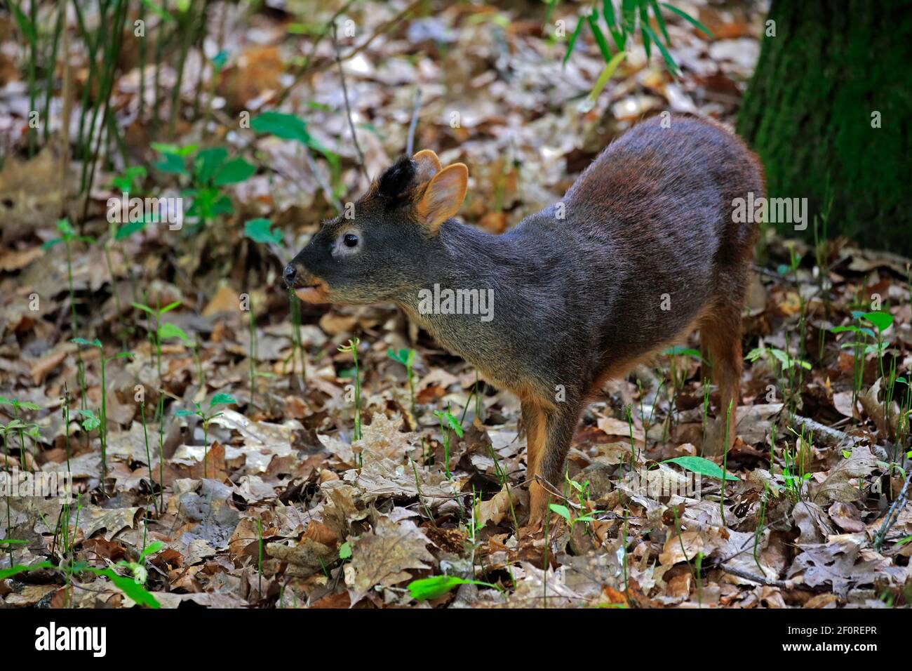 Southern pudu (Pudu puda), adult, alert, foraging, captive Stock Photo ...