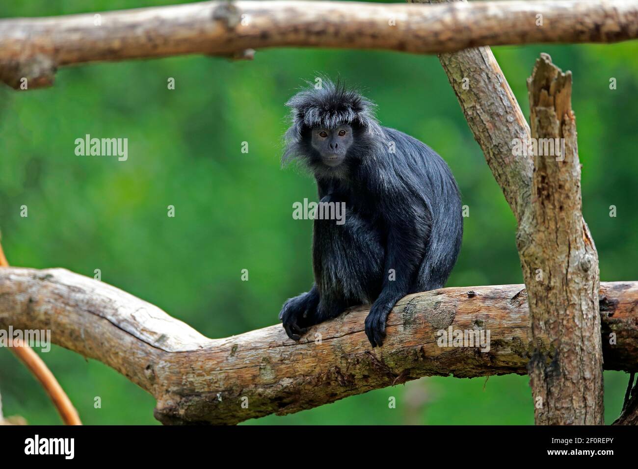 Javan lutung (Trachypithecus auratus), adult, sitting on tree, alert ...
