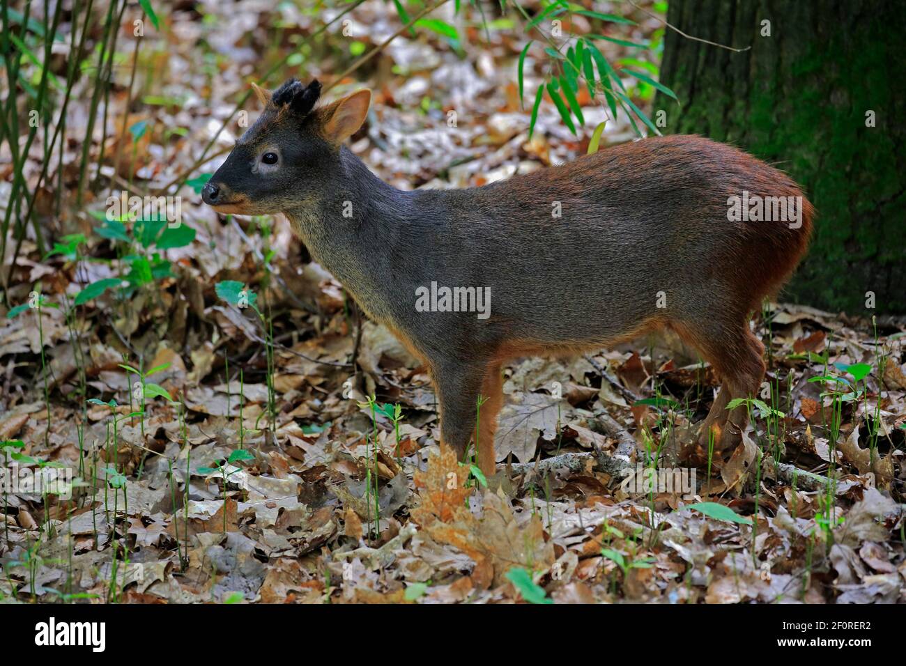 Pudu pudu hi-res stock photography and images - Alamy