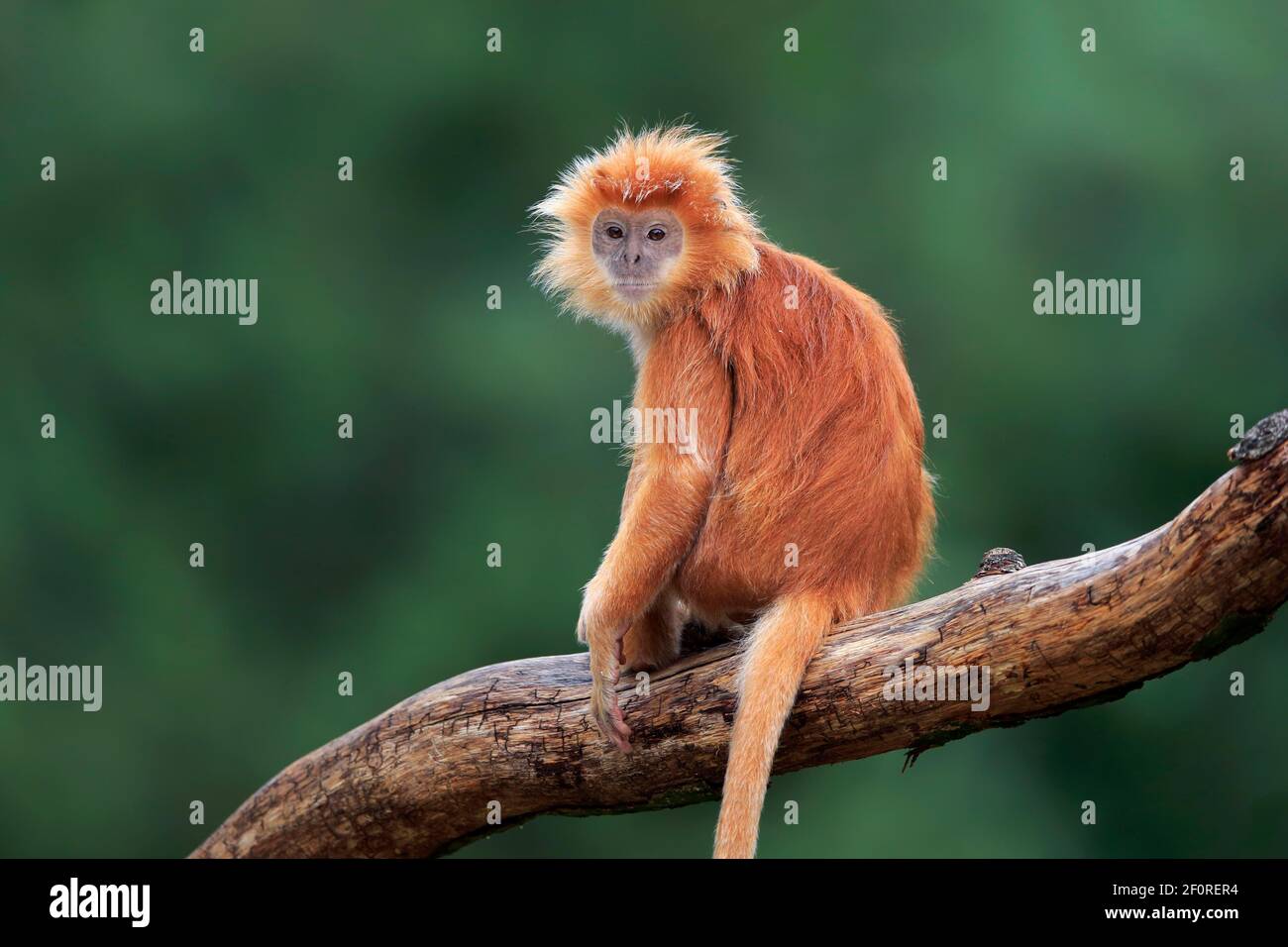 Orange morph hi-res stock photography and images - Alamy